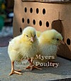 Cornish Cross Chicks for Sale | Fast-Growing Meat Birds