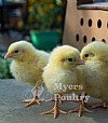 Cornish Cross Chicks for Sale | Fast-Growing Cornish Rock Broilers