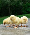 Cornish Cross Chicks for Sale | Fast-Growing Meat Birds