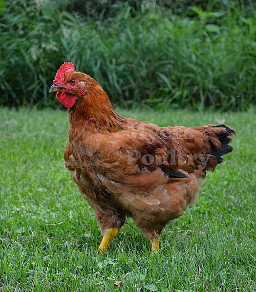 Red Sasso Chickens for Sale | Alternative Meat Bird