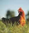 Red Bro | Broiler Chickens for Sale