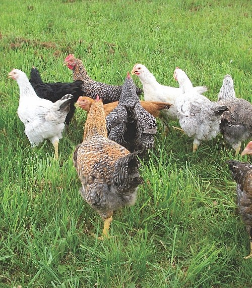 Colored Broiler Chicken