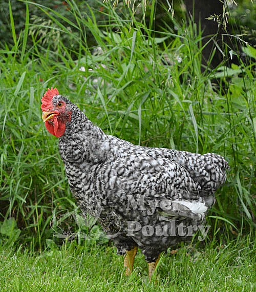 Meat Chickens for Sale | Fast-Growing Chicks