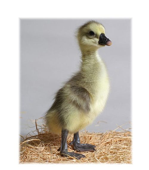 African Goslings for Sale | Large Black Knobs