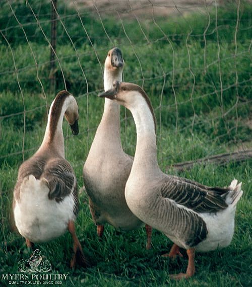 African Goslings for Sale | Large Black Knobs