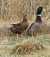 Rouen Ducklings for Sale | French Meat Duck