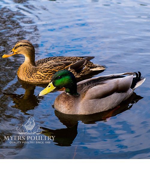 Mallard Ducklings | Myers Poultry