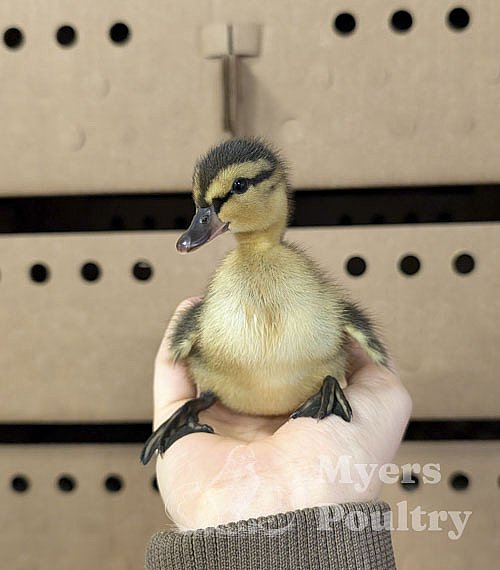 Mallard Ducklings | Myers Poultry