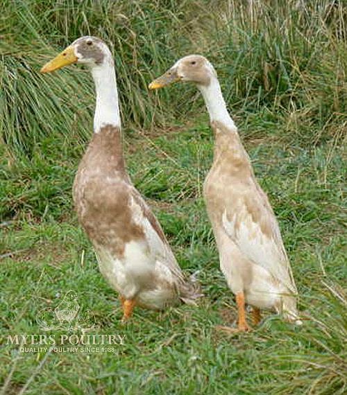 Fawn and White Runner Duck | Ornamental Breed