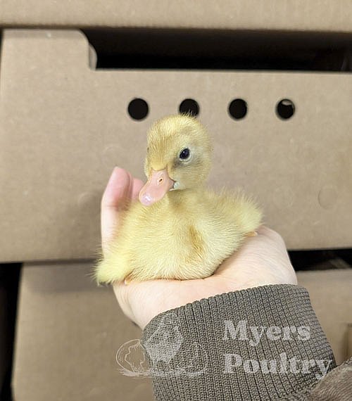 Fawn and White Runner Duck | Ornamental Breed