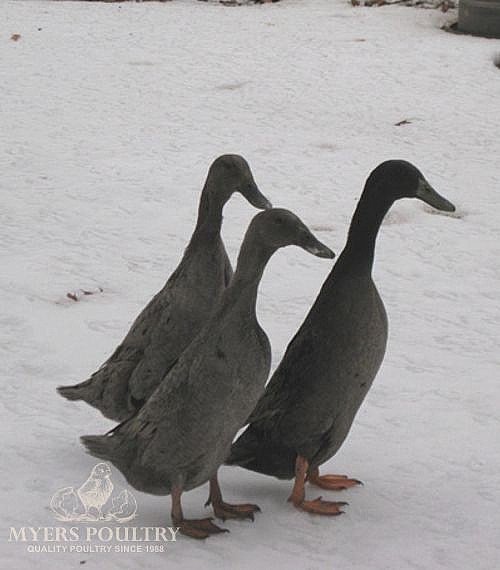 Ducks for Sale | Productive and Hardy Breeds