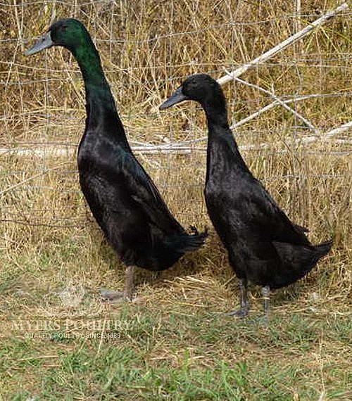 Black Runner Ducklings for Sale | Ornamental Breed