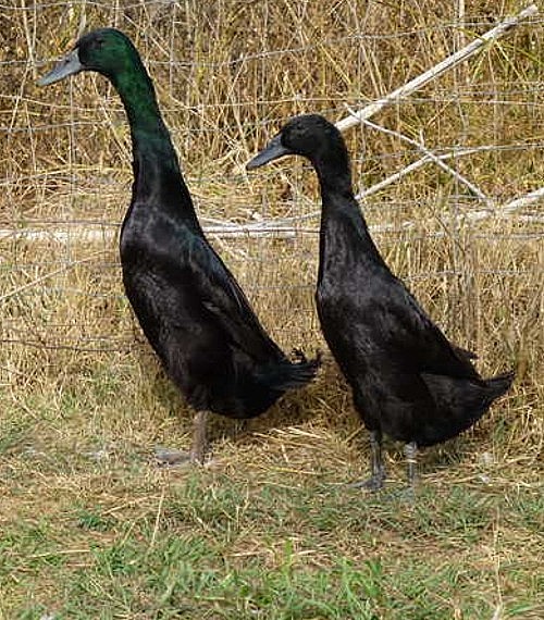 Assorted Runner Ducklings for Sale | Myers Poultry