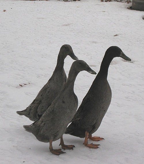 Assorted Runner Ducklings for Sale | Myers Poultry