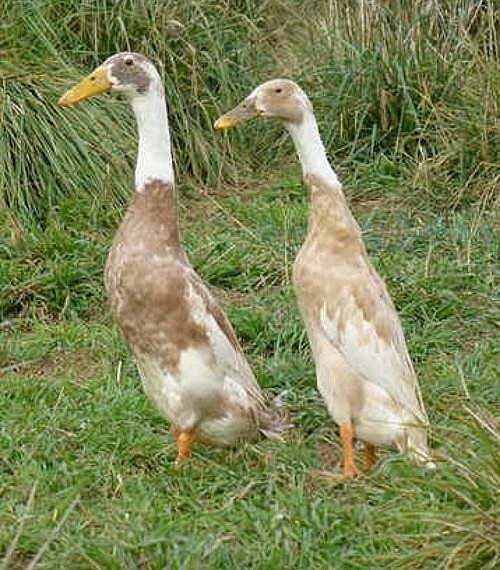 Assorted Runner Ducklings for Sale | Myers Poultry
