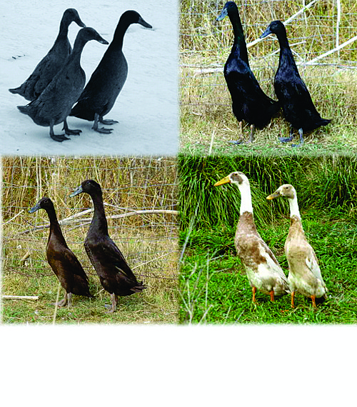Ducks for Sale | Productive and Hardy Breeds