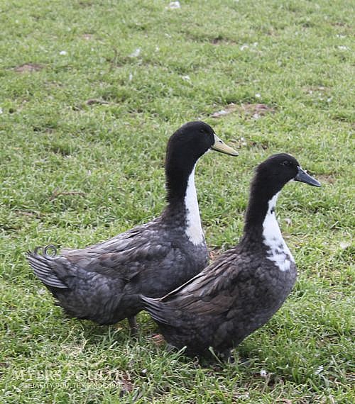 Ducks for Sale | Productive and Hardy Breeds