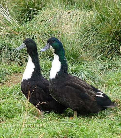 Ducks for Sale | Productive and Hardy Breeds