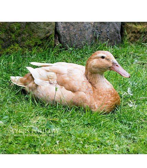 Buff Orpington Duck | Myers Poultry