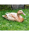 Buff Orpington Duck | Myers Poultry