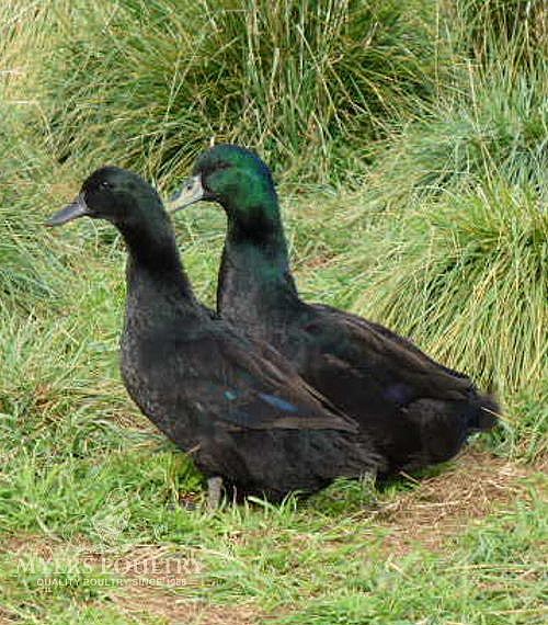 Ducks for Sale | Productive and Hardy Breeds