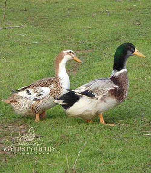 Silver Appleyard Ducklings for Sale | Multi-Purpose Duck