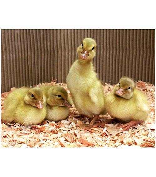 Saxony Ducklings for Sale | Large Dual-Purpose Breed