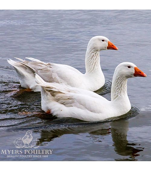 Embden Goslings for Sale | Meat Production Goose