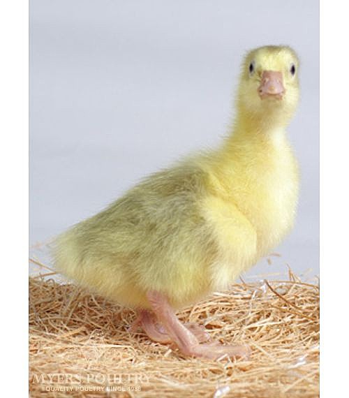 Embden Goslings for Sale | Meat Production Goose