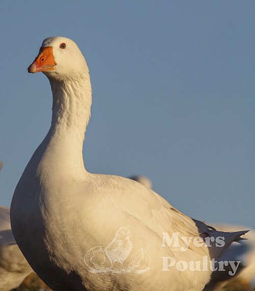 Embden Goslings for Sale | Meat Production Goose