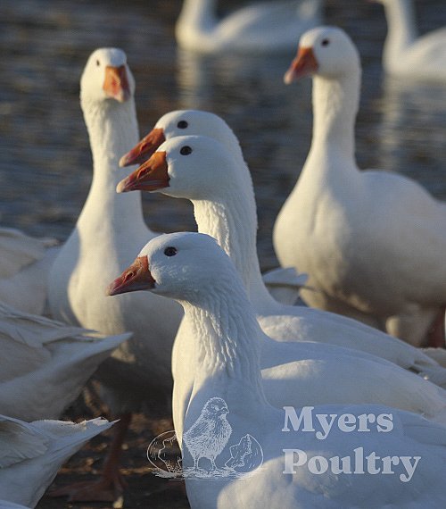Embden Goslings for Sale | Meat Production Goose