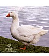 Embden Goslings for Sale | Meat Production Goose