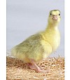 Embden Goslings for Sale | Meat Production Goose