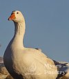 Embden Goslings for Sale | Meat Production Goose