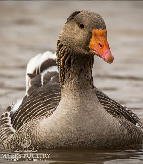 Toulouse Goslings for Sale | Hardy French Breed