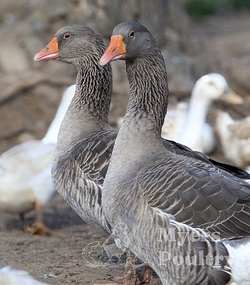 Toulouse Goslings for Sale | Hardy French Breed