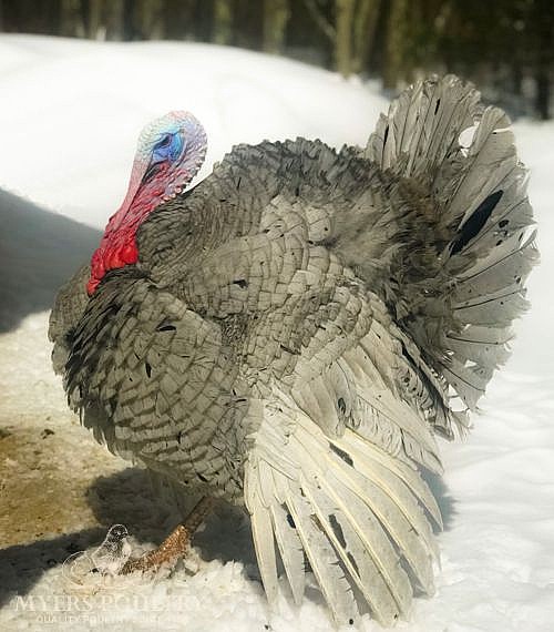 Blue Slate Turkeys for Sale | Heritage Breed