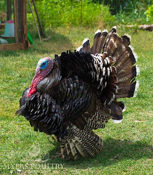 Heritage Turkeys for Sale | Rare Breeds