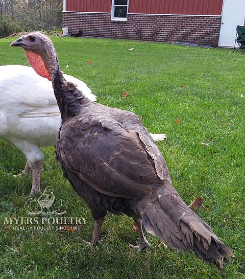 Heritage Turkeys