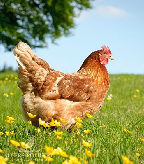 Golden Sexlink Chickens