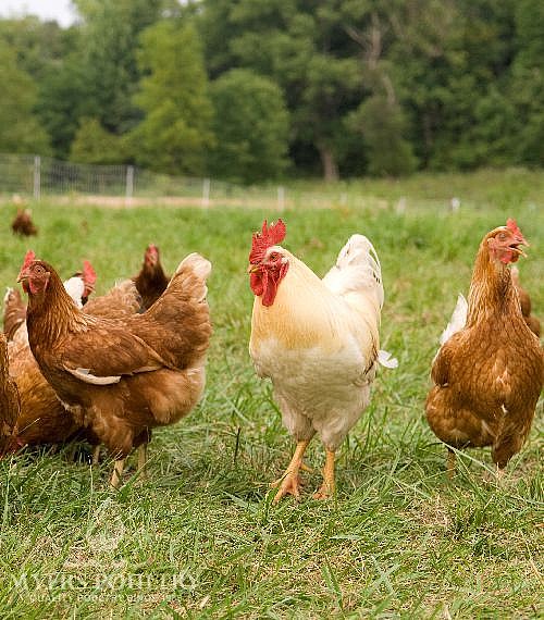 Golden Sexlink Chickens