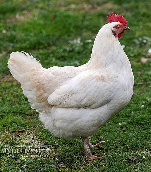 Amberlink Chickens For Sale Myers Poultry Buy Today