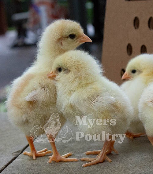 Amberlink Chicks for Sale | Brown Egg Layers