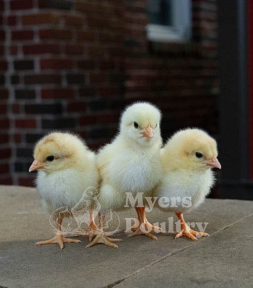 Amberlink Chicks for Sale | Brown Egg Layers
