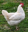 Amberlink Chicks for Sale | Brown Egg Layers