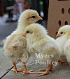 Amberlink Chicks for Sale | Brown Egg Layers