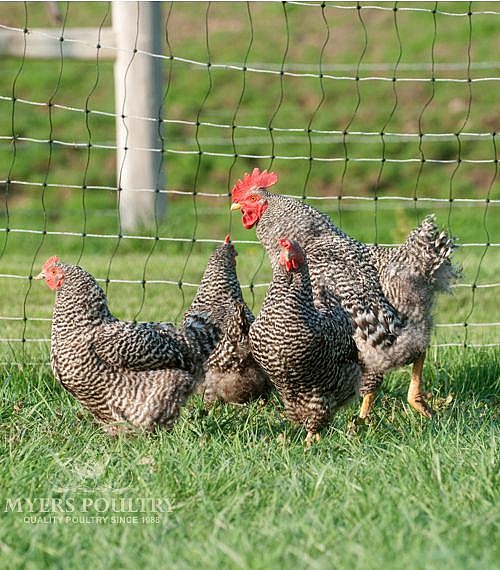Barred Rock Chicks for Sale | Brown Egg Layers