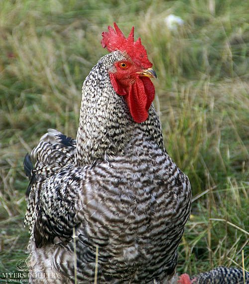 Barred Rock Chicks for Sale | Brown Egg Layers