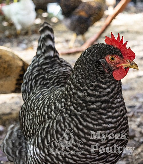 Barred Rock Egg Production