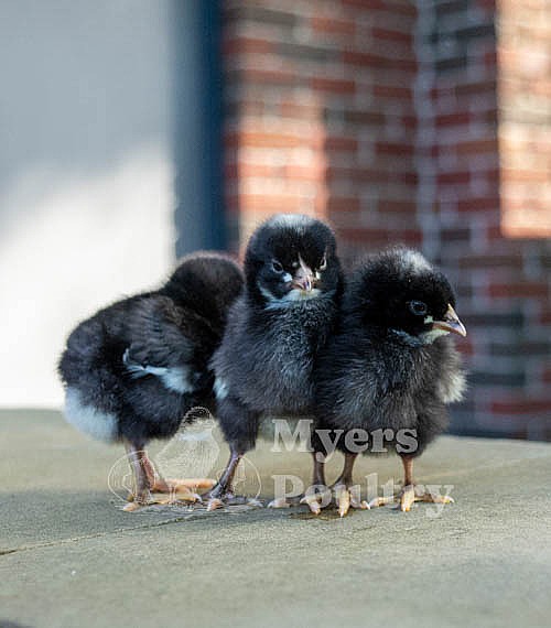 Barred Rock Chicks for Sale | Brown Egg Layers